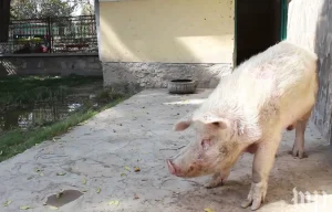 A curiosa história de Khanzir, o único porco que vive no Afeganistão ...