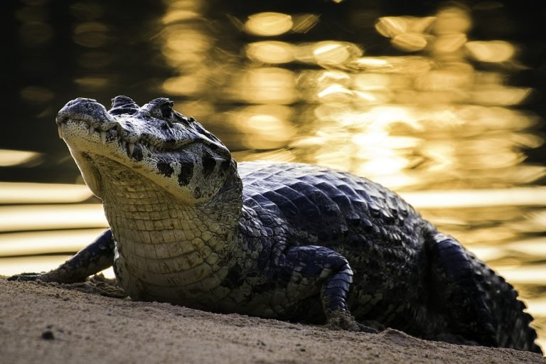 Qual a diferença entre crocodilo e jacaré? | Guia dos Curiosos