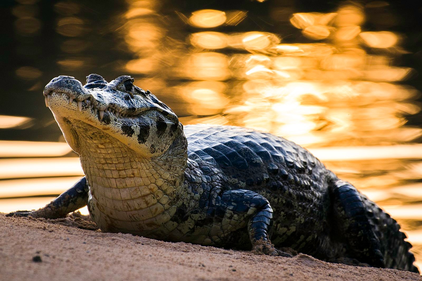 Qual a diferença entre crocodilo e jacaré? | Guia dos Curiosos
