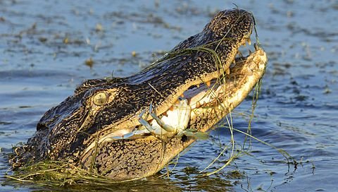 10 curiosidades sobre jacarés e crocodilos | Guia dos Curiosos